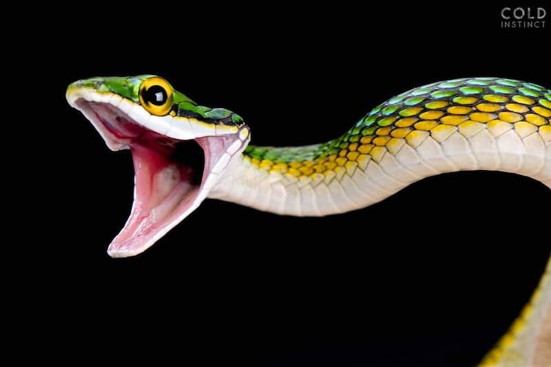 Scary and Fascinating Photos of Cold-Blooded Reptiles and Amphibians